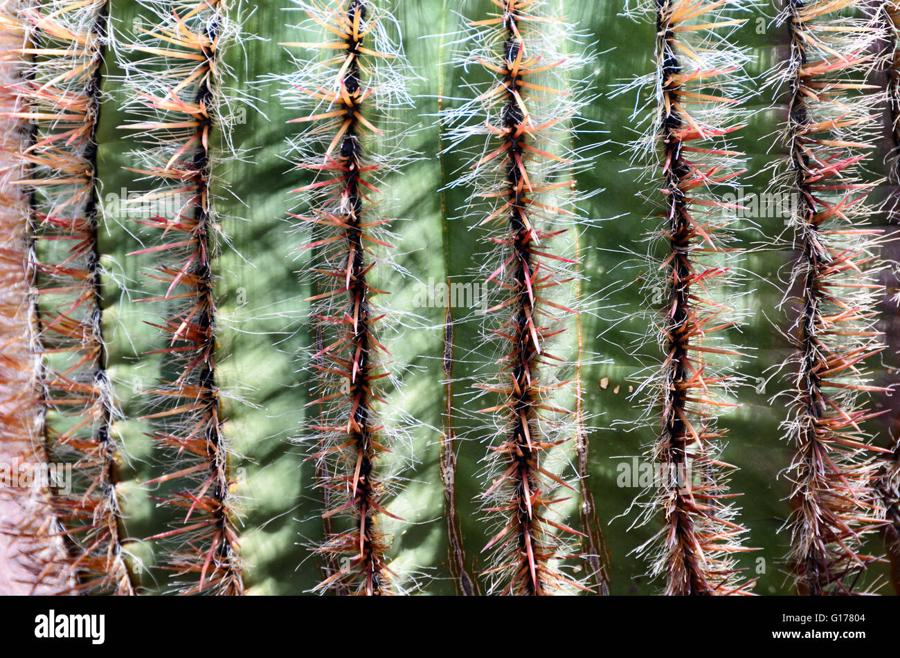 Spinose beauty of a cactus skin close-up Stock Photo - Alamy