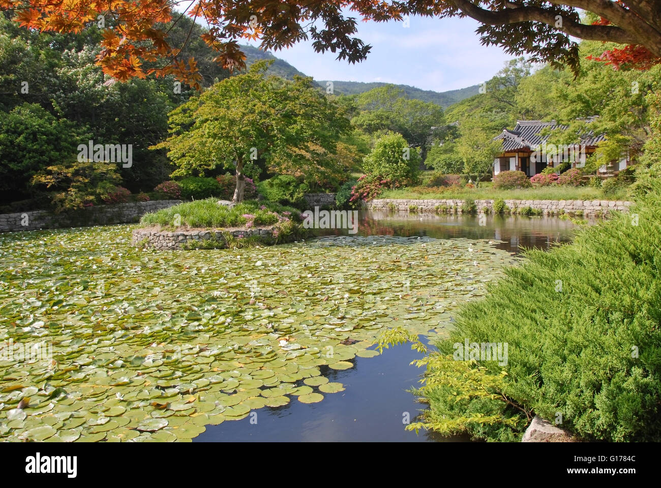 Small garden pond summer hi-res stock photography and images - Alamy