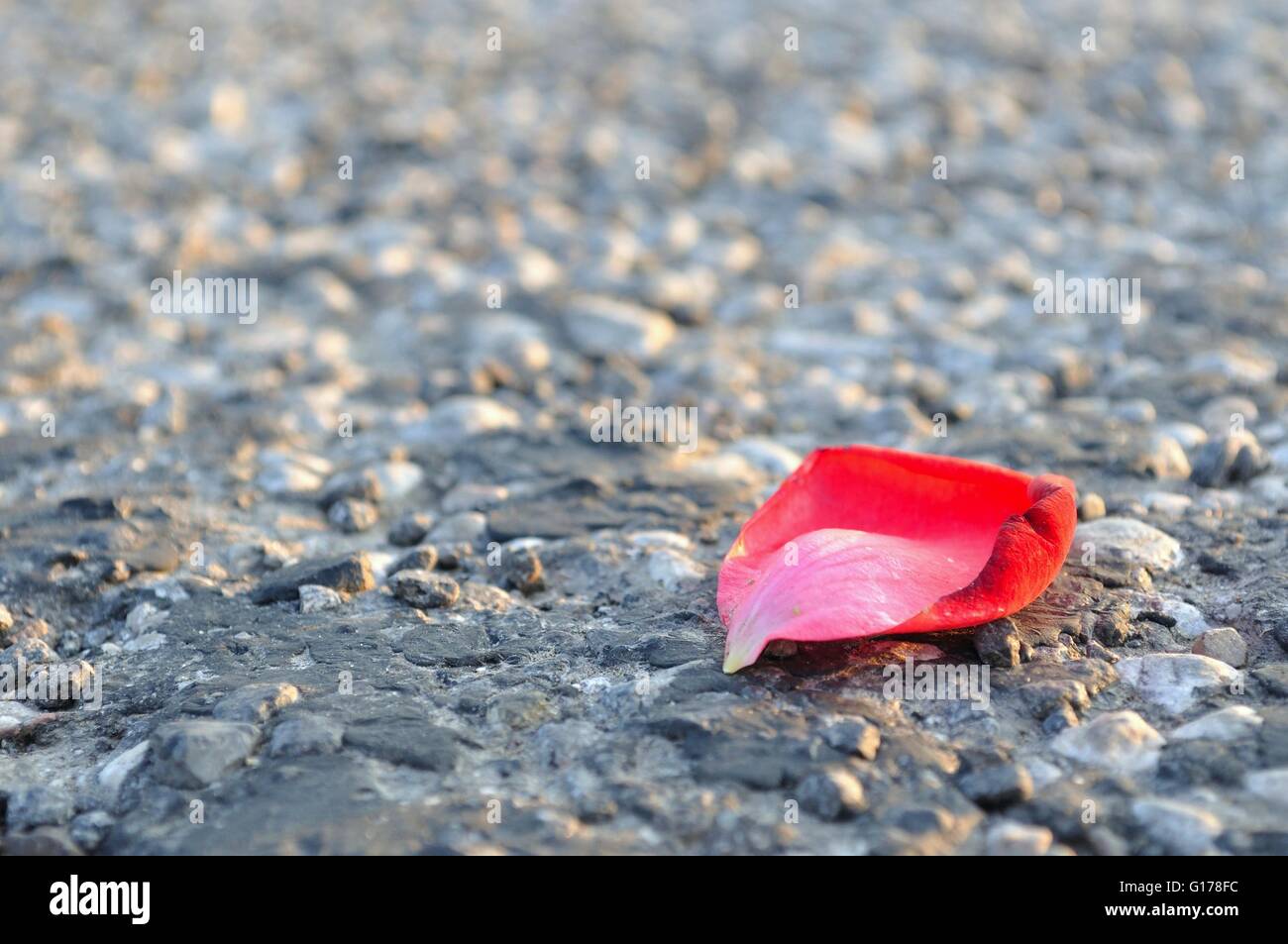 Single Red Rose Petal