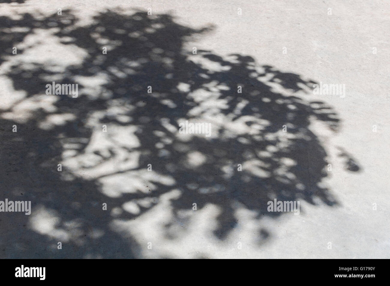 tree shadow on the concrete floor Stock Photo - Alamy