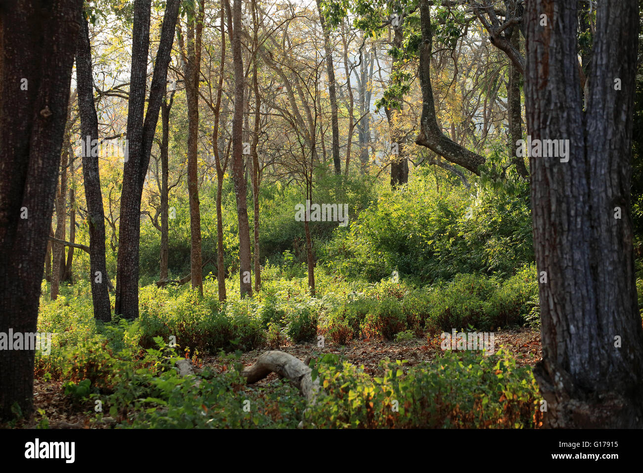 K Gudi Wilderness Camp, B R Hills, Karnataka, India Stock Photo - Alamy