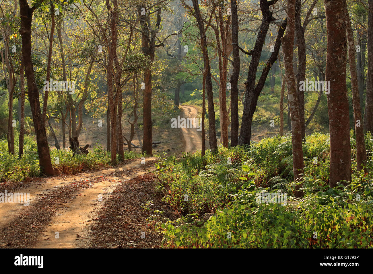 K Gudi Wilderness Camp, B R Hills, Karnataka, India Stock Photo - Alamy