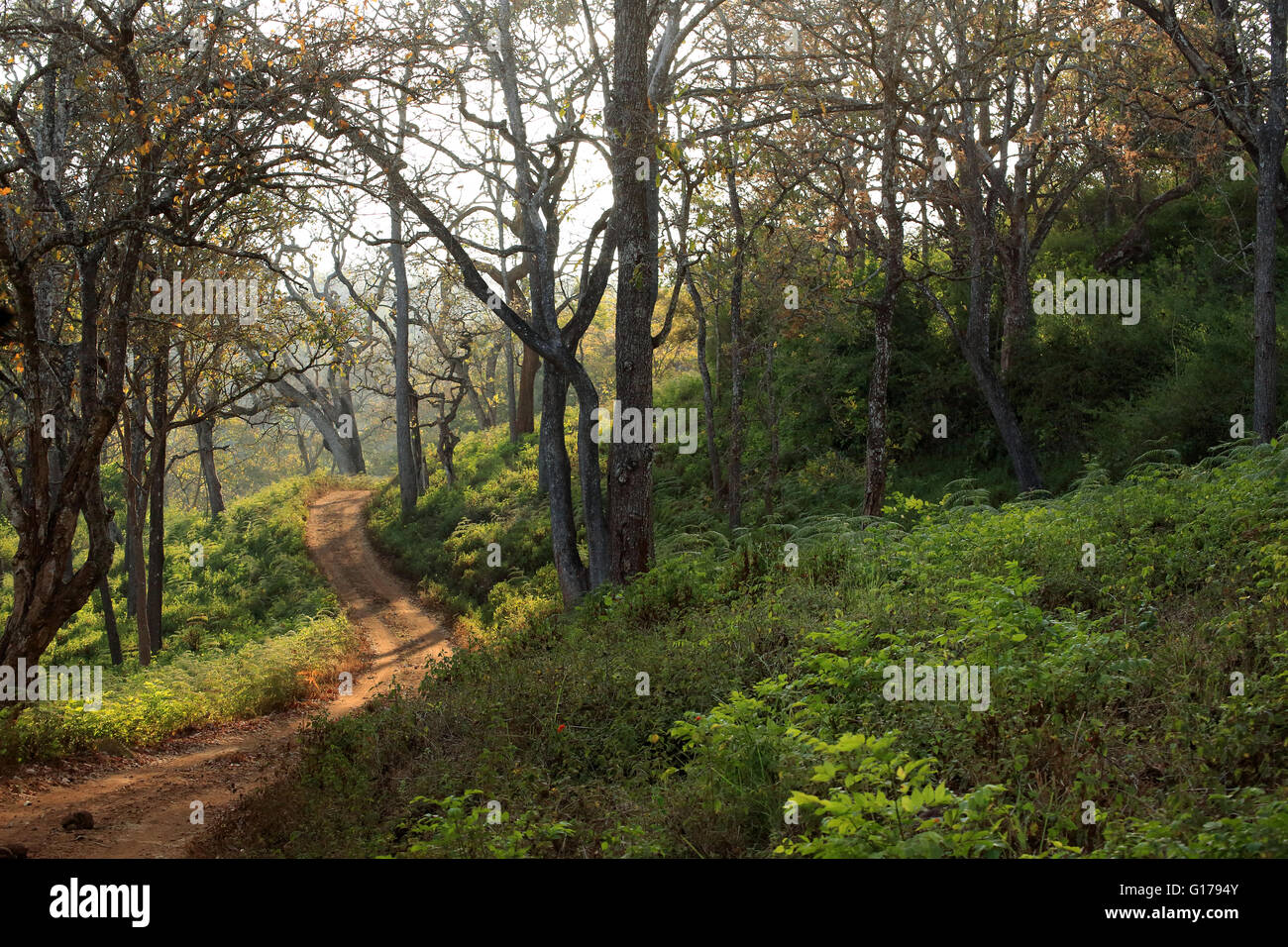 K Gudi Wilderness Camp, B R Hills, Karnataka, India Stock Photo - Alamy