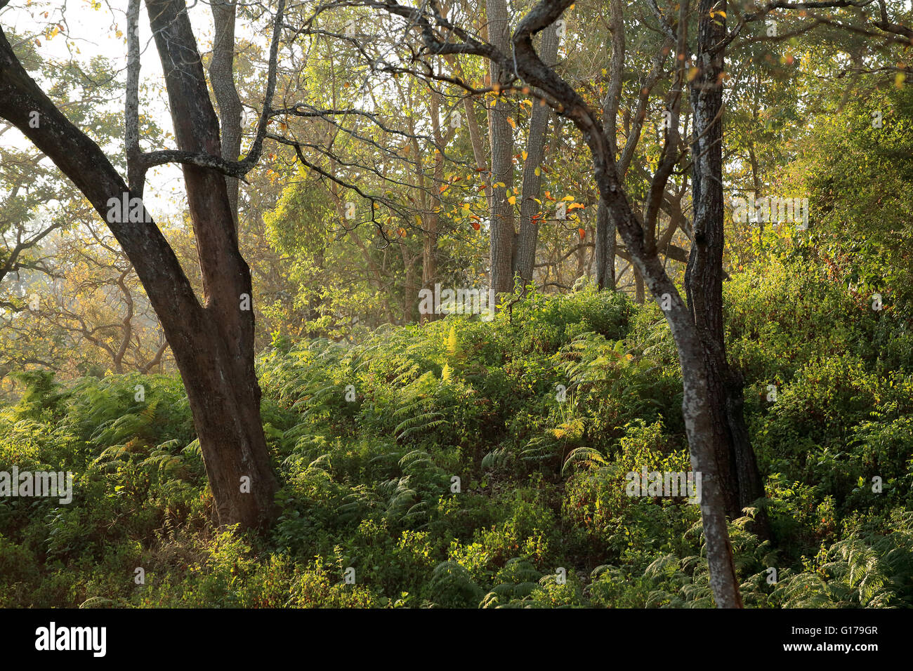K Gudi Wilderness Camp, B R Hills, Karnataka, India Stock Photo - Alamy