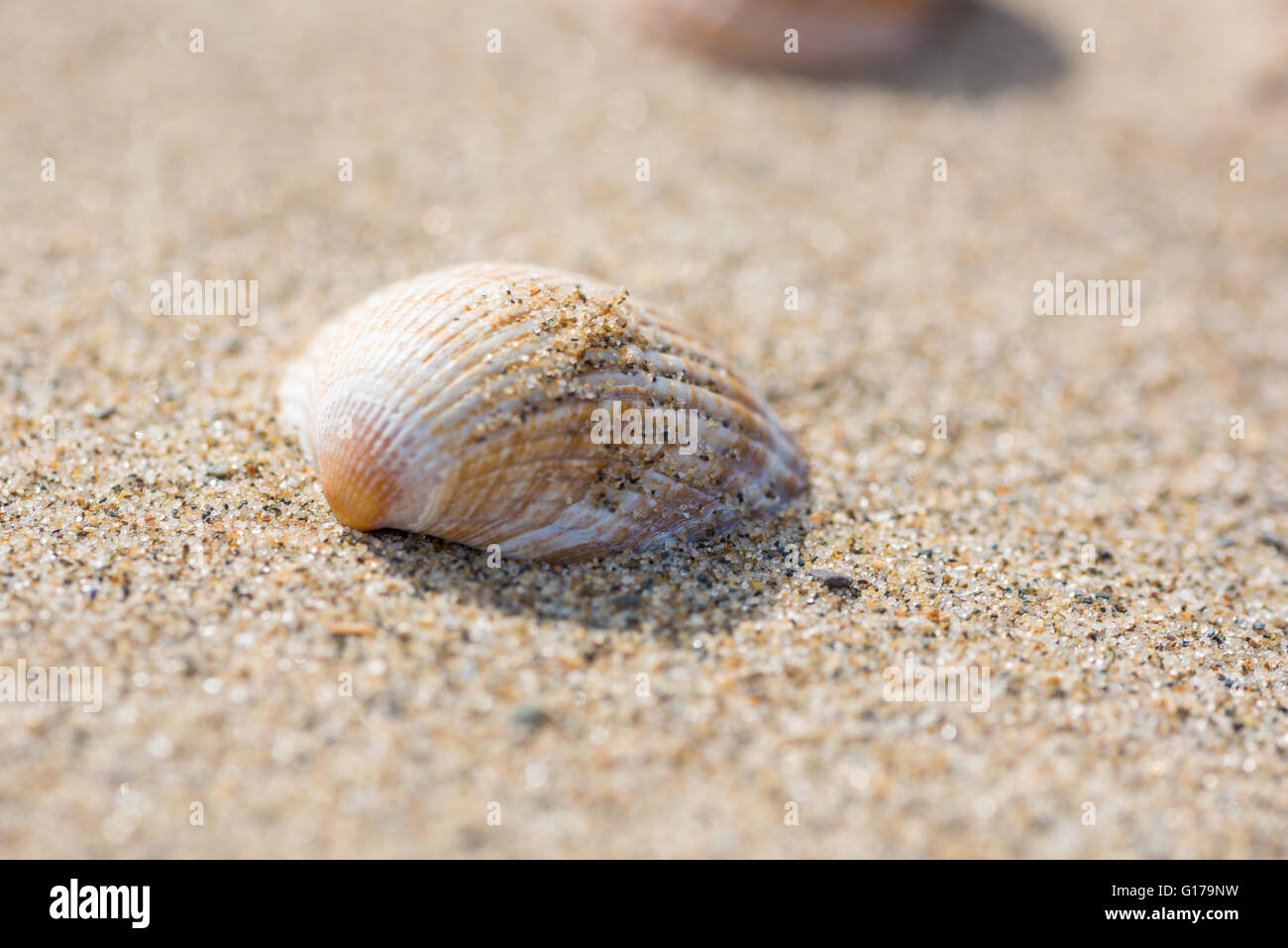 Shells on the beach in the summer Stock Photo - Alamy