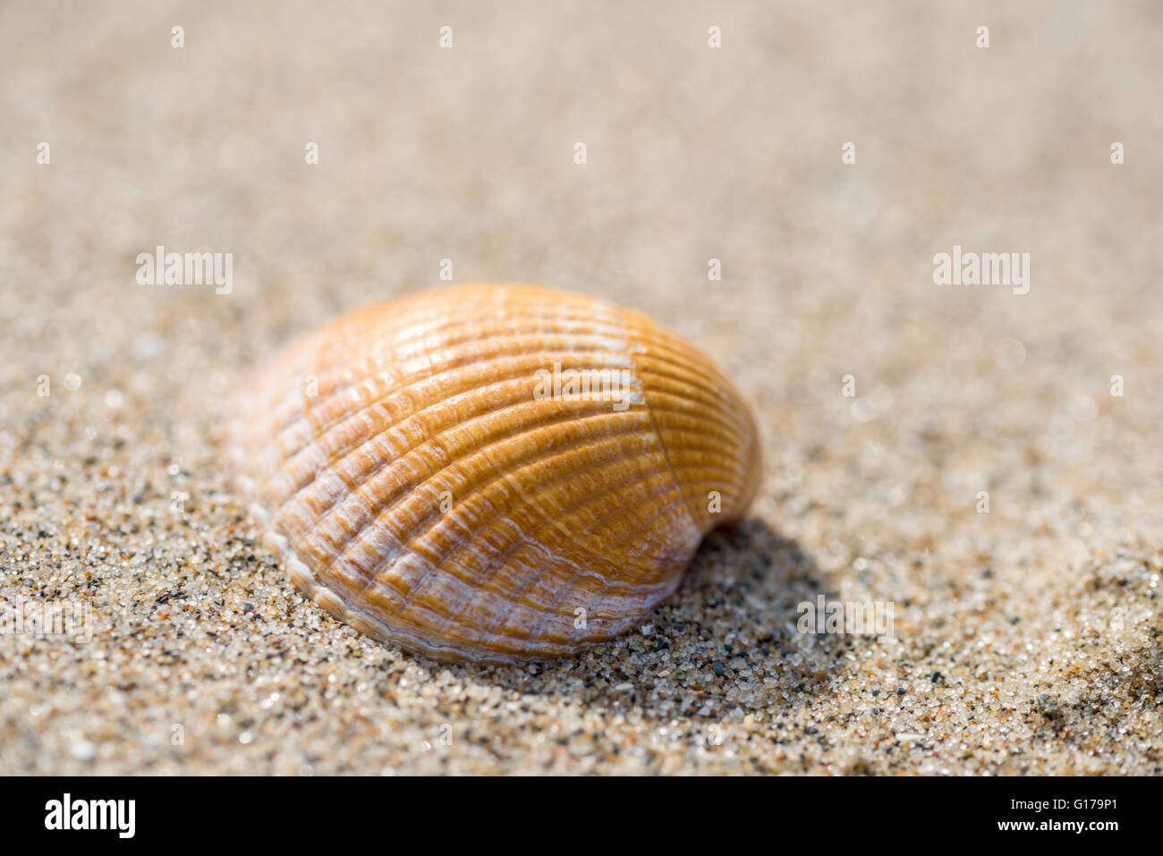 Shells on the beach in the summer Stock Photo - Alamy