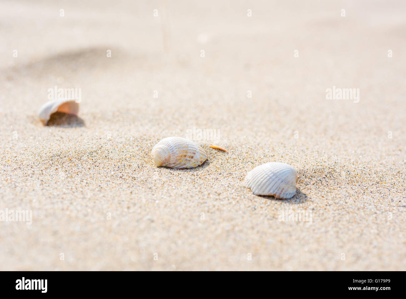 Shells on the beach in the summer Stock Photo - Alamy