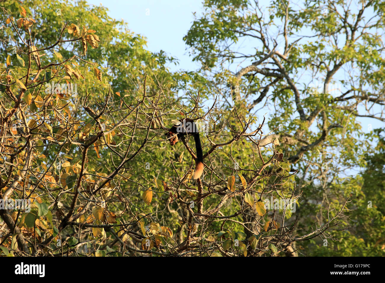 K Gudi Wilderness Camp, B R Hills, Karnataka, India Stock Photo - Alamy