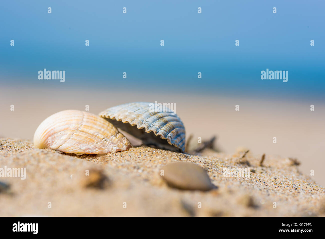 Shells on the beach in the summer Stock Photo - Alamy