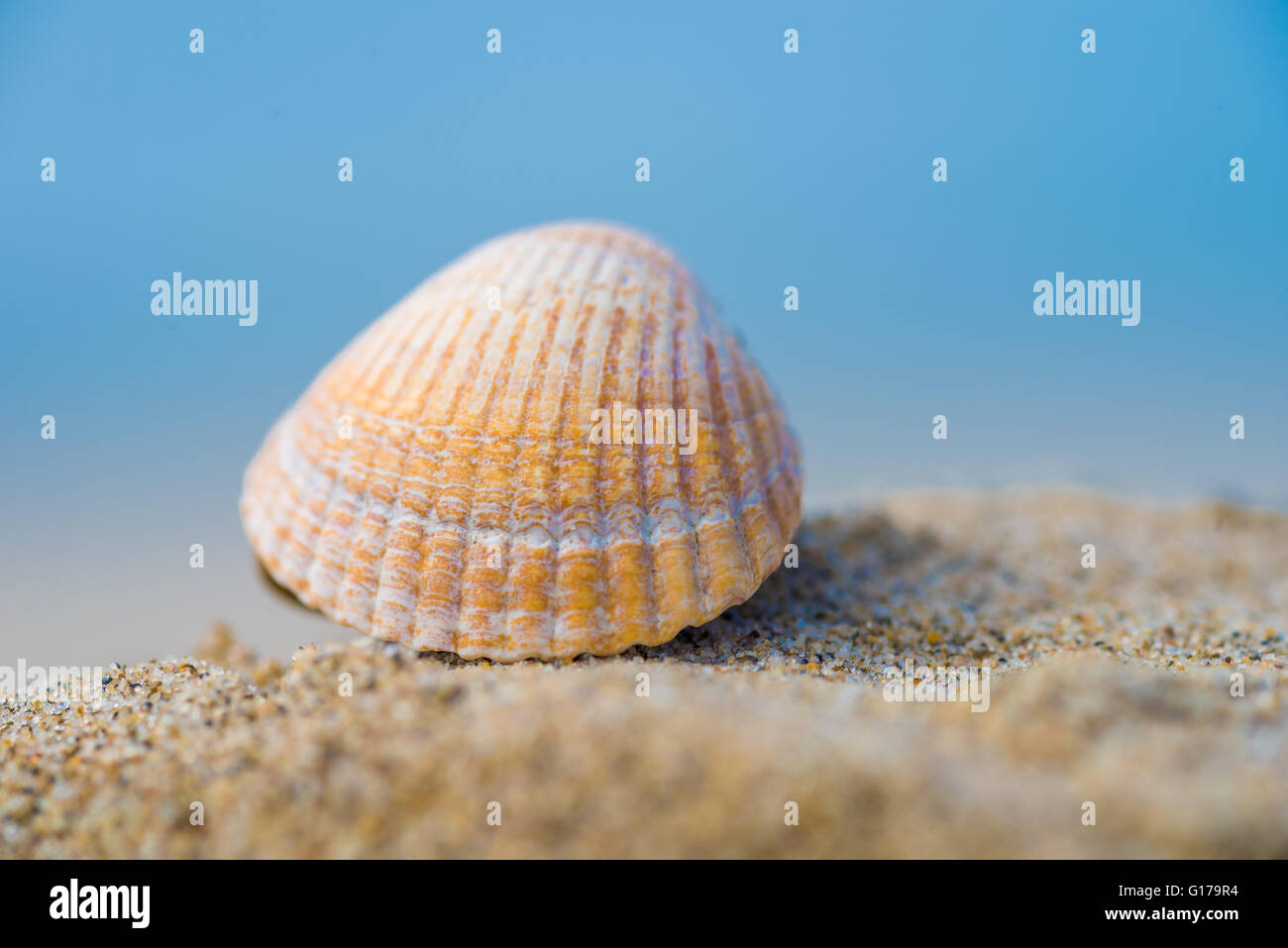 Shells on the beach in the summer Stock Photo - Alamy