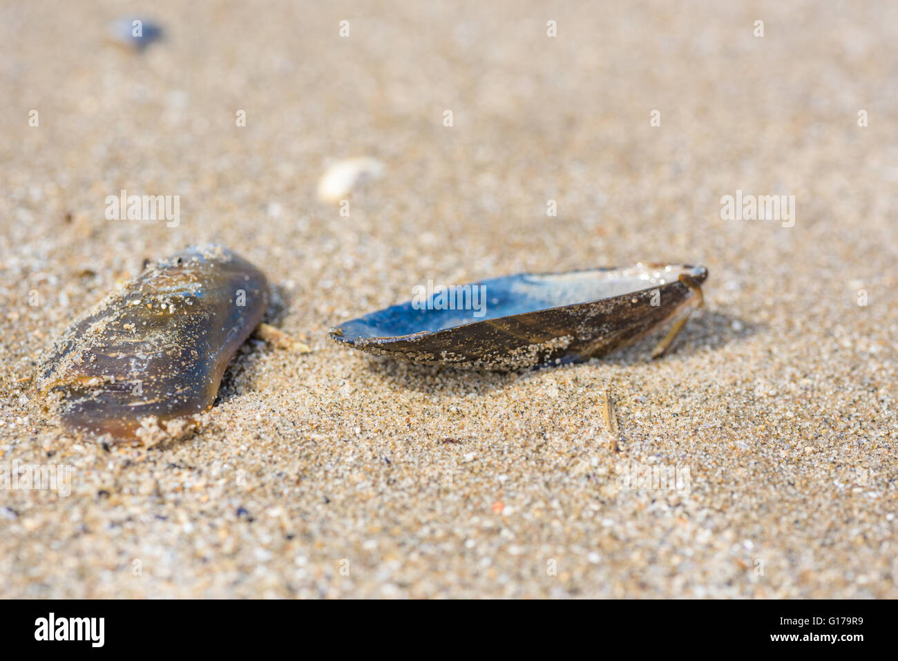 Shells on the beach in the summer Stock Photo - Alamy