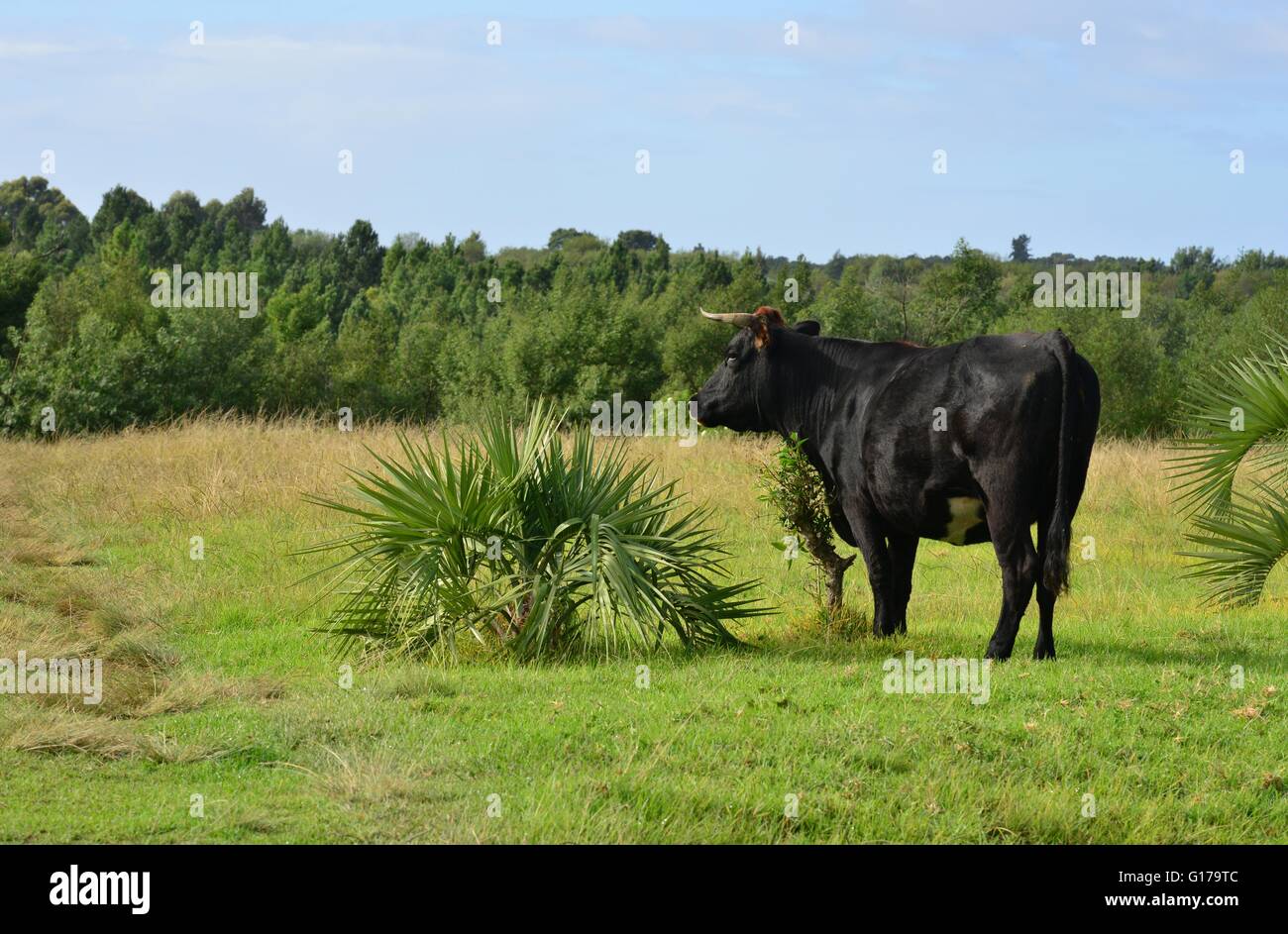 A black bull Scratching in South Africa Stock Photo - Alamy