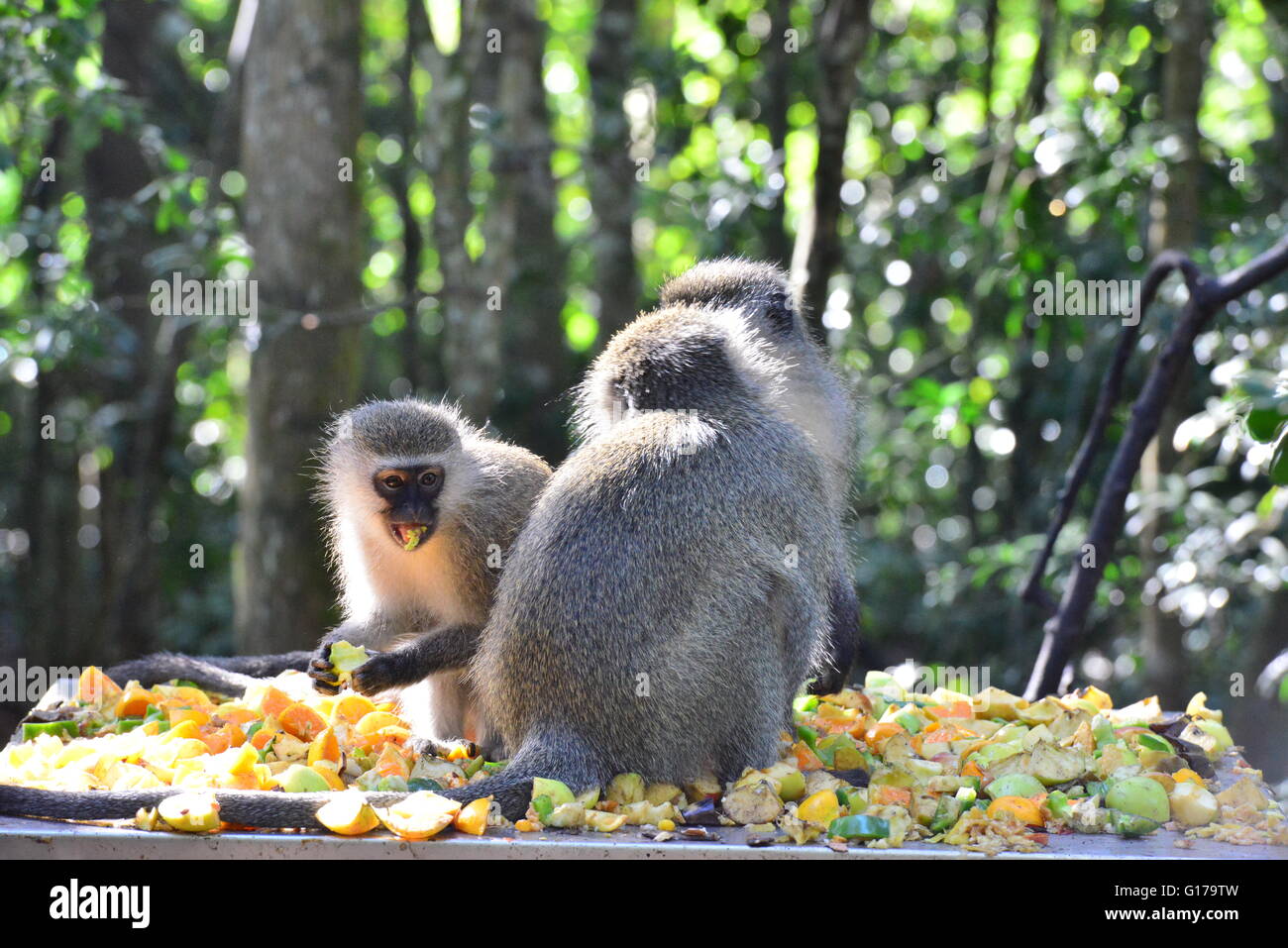 Monkeys in a nature reserve in South Africa Stock Photo - Alamy