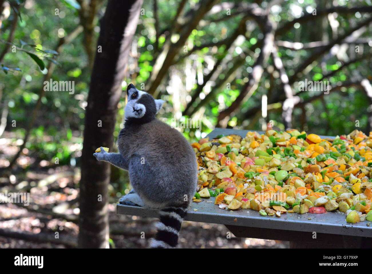 Monkeys in a nature reserve in South Africa Stock Photo - Alamy