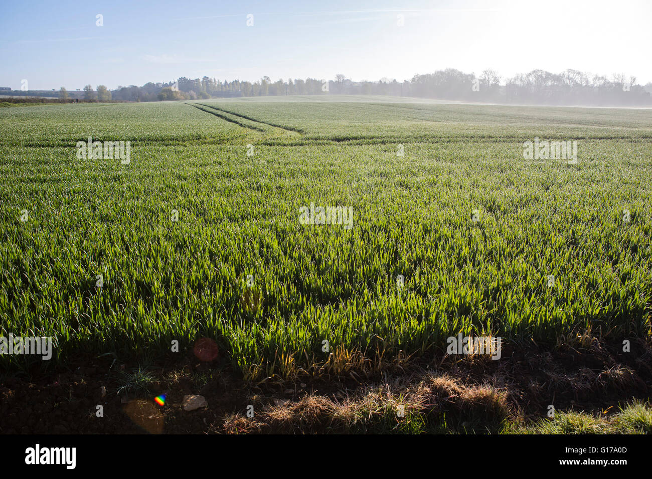 Farmer's field full of new fresh green shoots of crops Stock Photo - Alamy