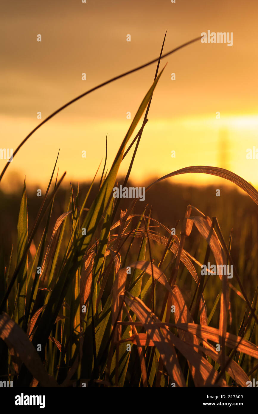 Blades of grass in landscape nature image during sunset Stock Photo - Alamy