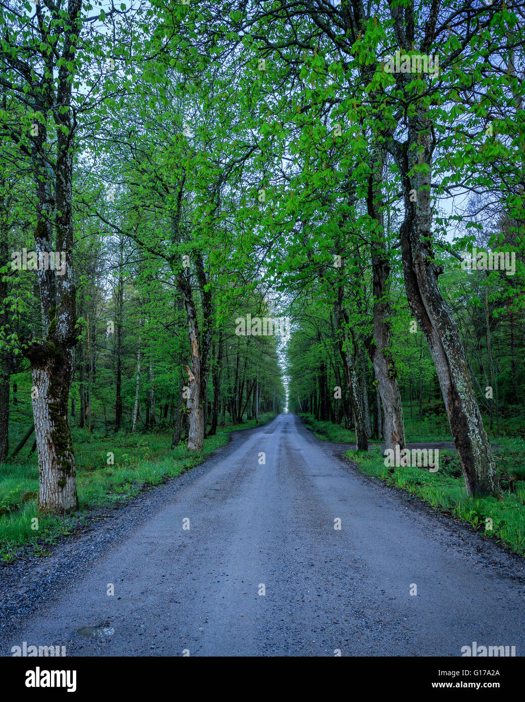 Parkway lines with trees Stock Photo - Alamy