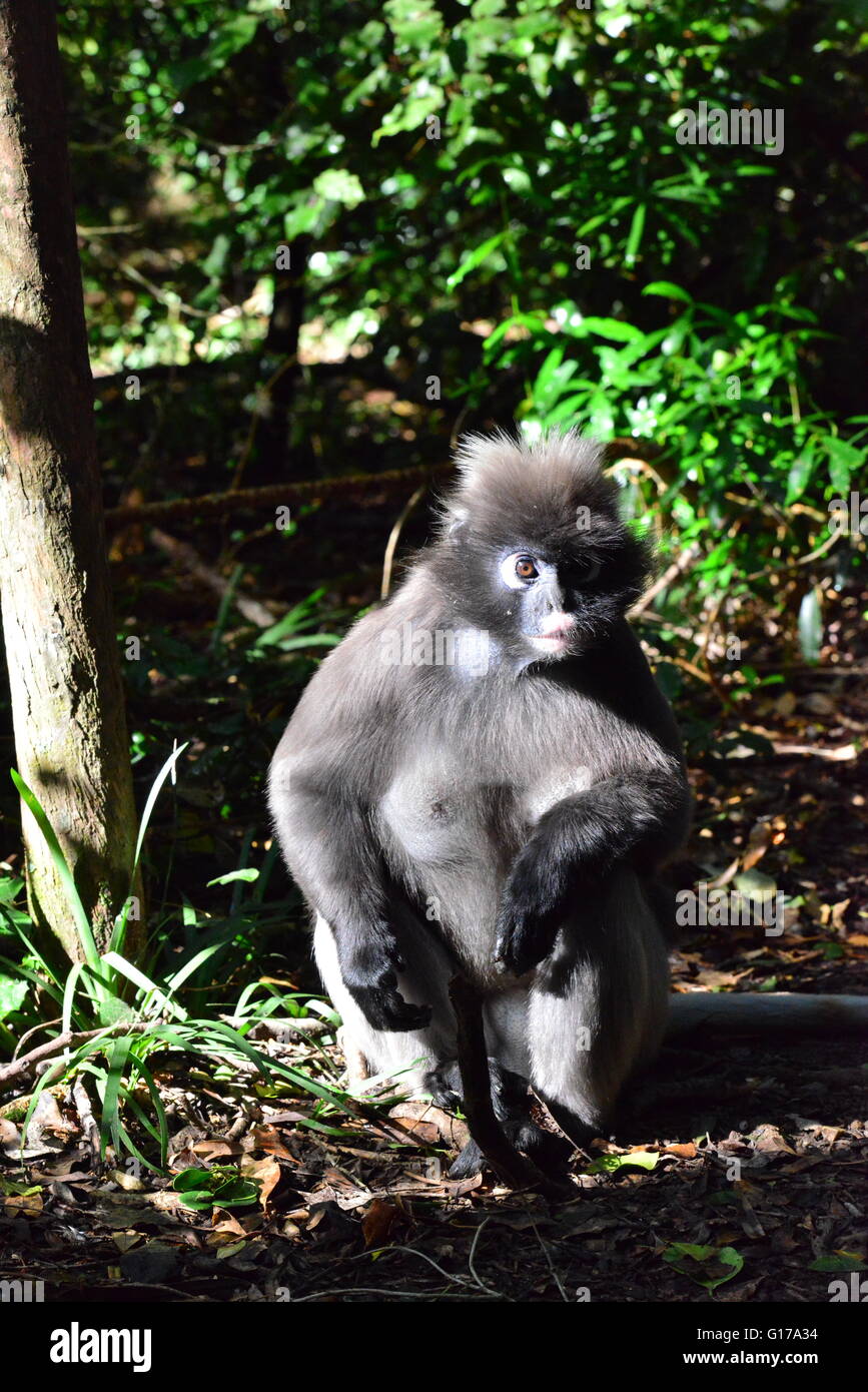 Monkeys in a nature reserve in South Africa Stock Photo - Alamy