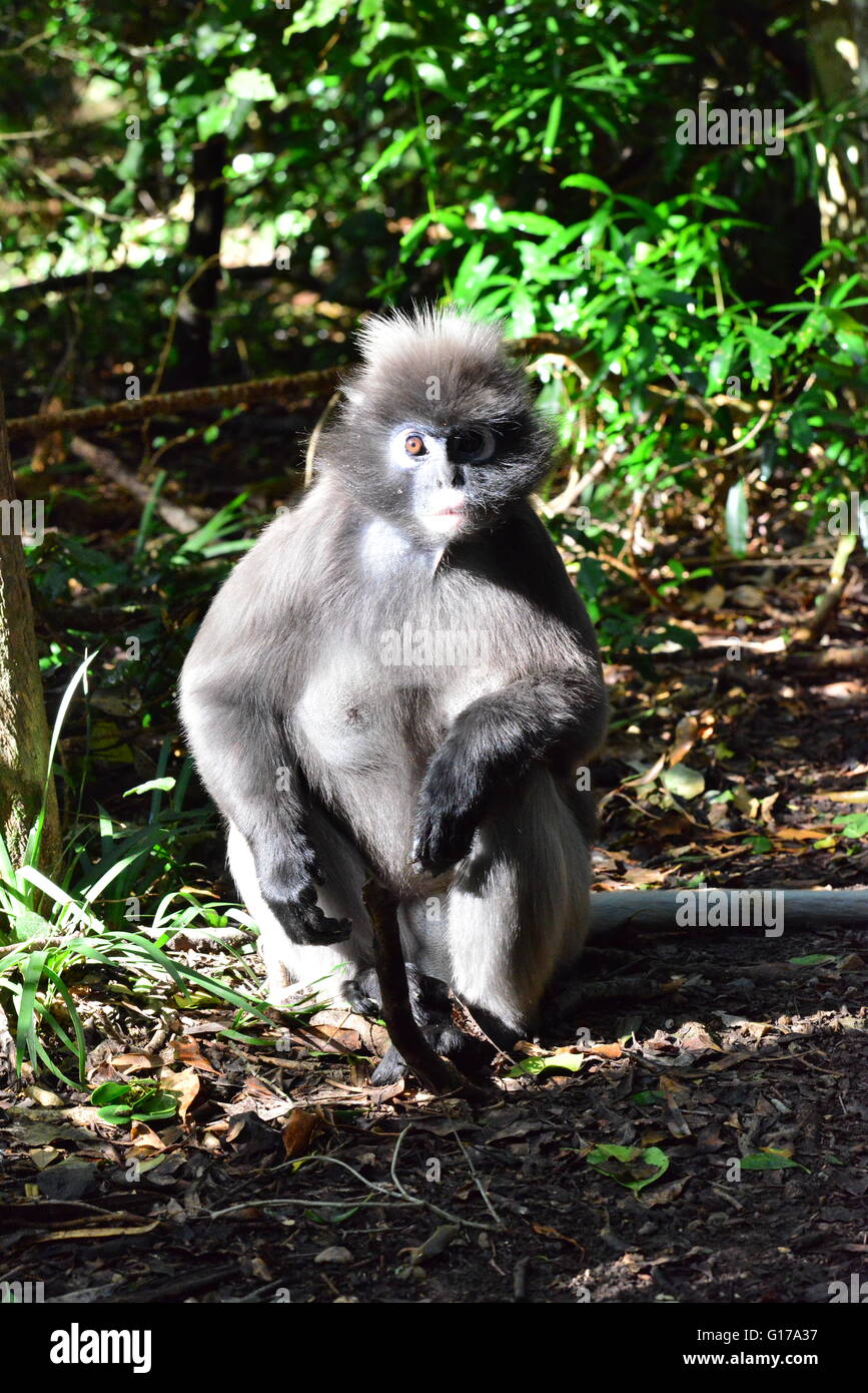 Monkeys in a nature reserve in South Africa Stock Photo - Alamy