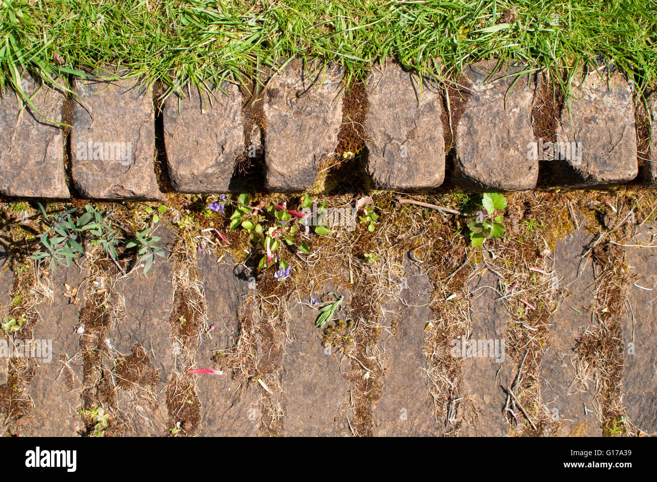 Garden border of grass and brick in the summer sun Stock Photo - Alamy