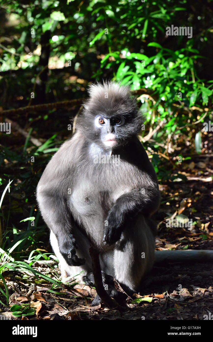 Monkeys in a nature reserve in South Africa Stock Photo - Alamy