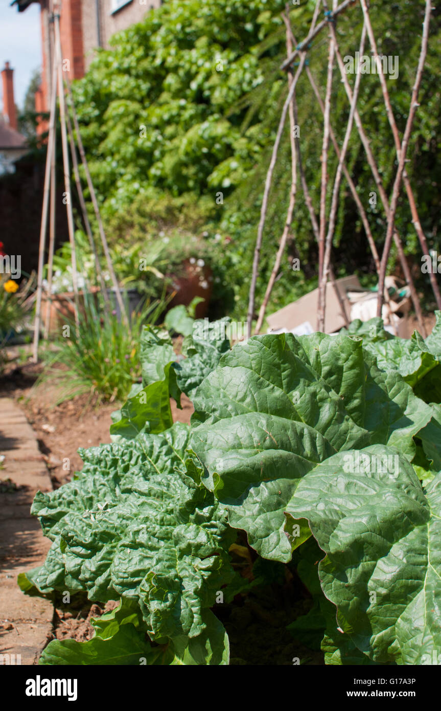 Vegetable patch hi-res stock photography and images - Alamy