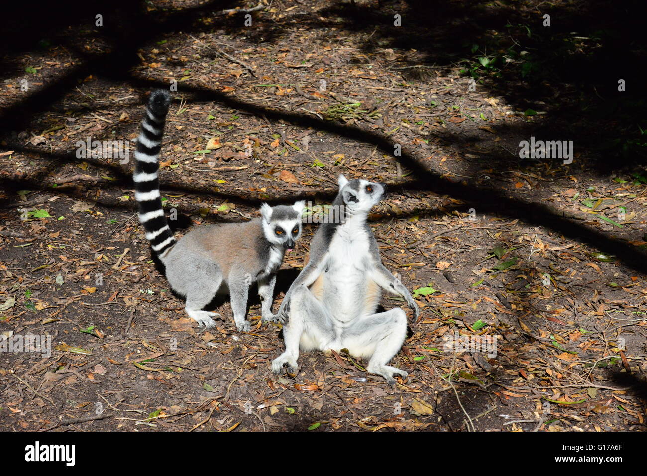 Monkeys in a nature reserve in South Africa Stock Photo - Alamy