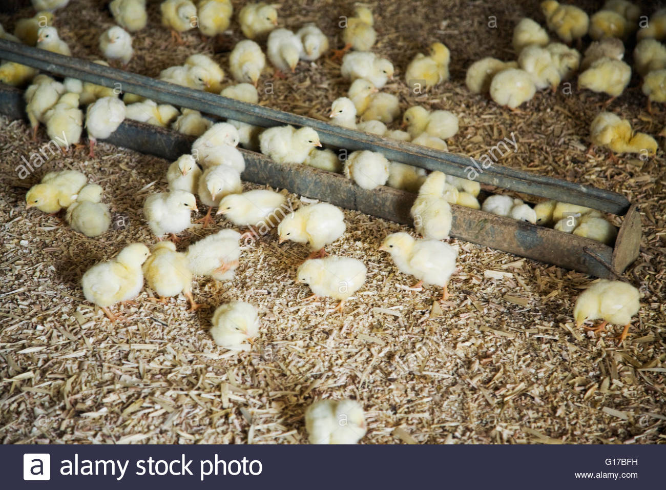 Fat Bird Eating Stock Photos & Fat Bird Eating Stock Images - Alamy