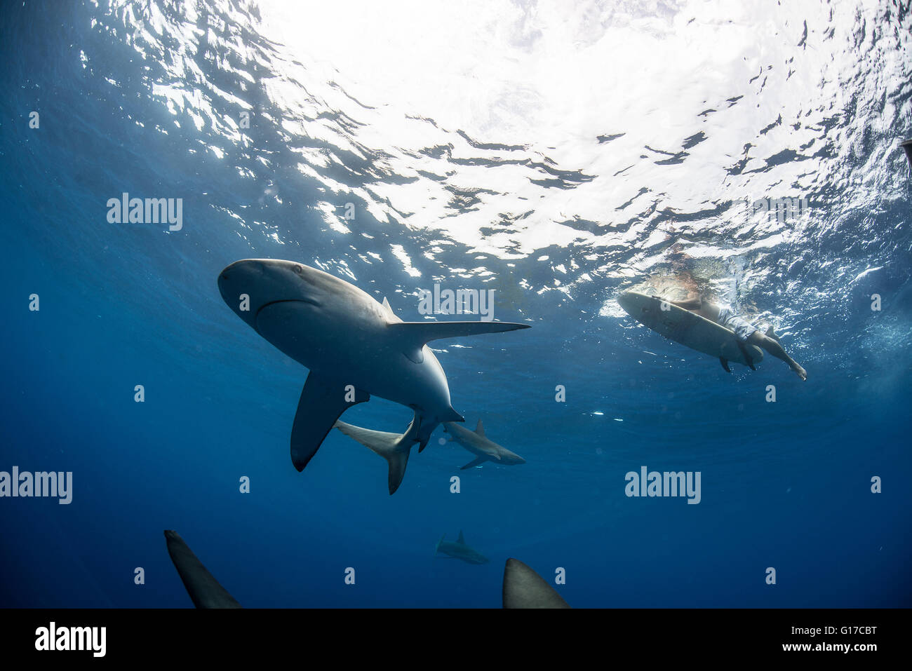 Low angle underwater view of surfer on surfboard with sharks, Colima ...