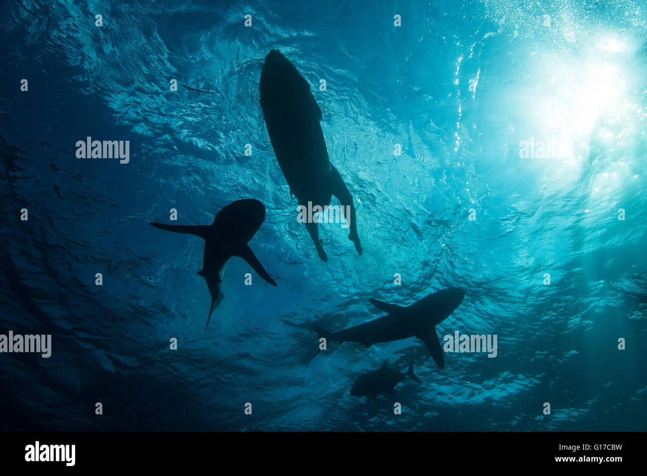 Low angle underwater view of surfer on surfboard with sharks, Colima ...