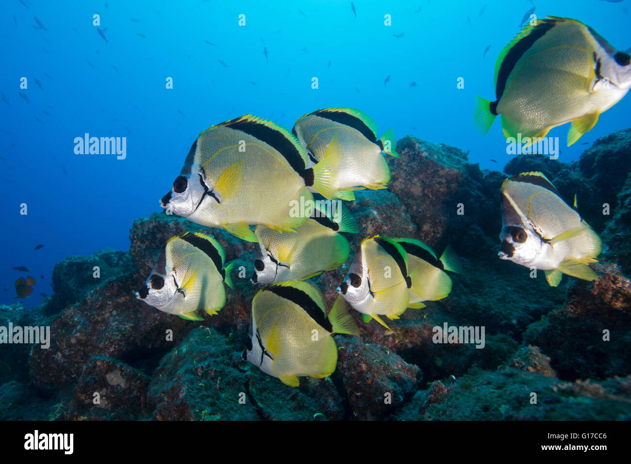 Underwater side view of black nose barber fish (Johnrandallia ...