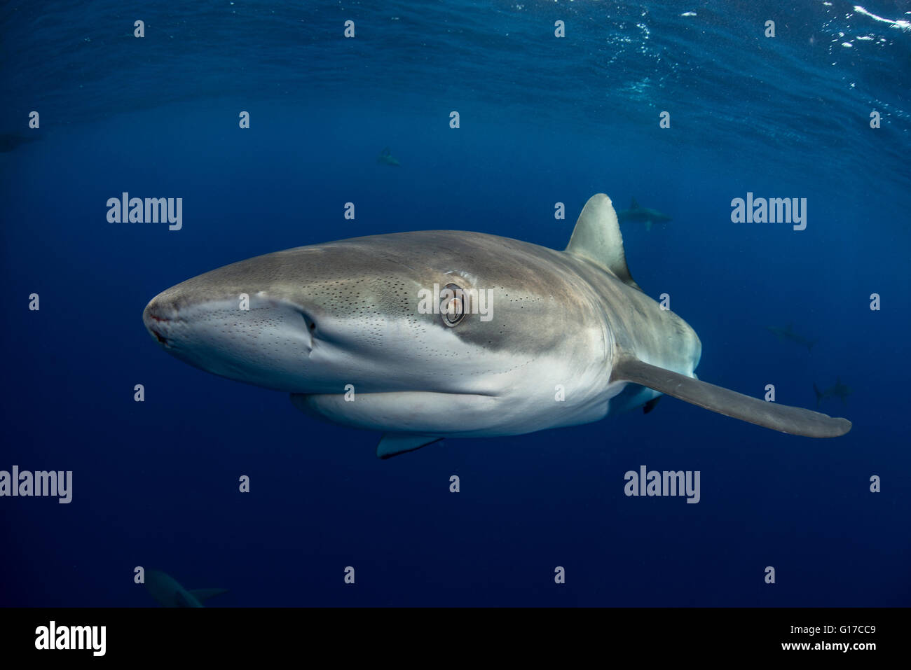 Galapagos underwater shark hi-res stock photography and images - Alamy