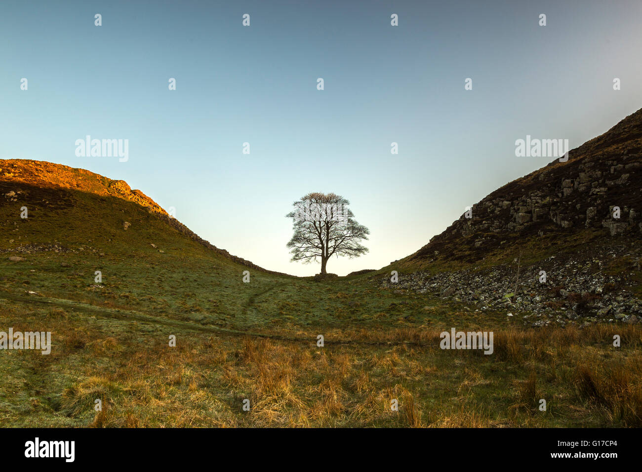 A Single Tree at Sycamore Gap on Hadrians Wall Stock Photo - Alamy