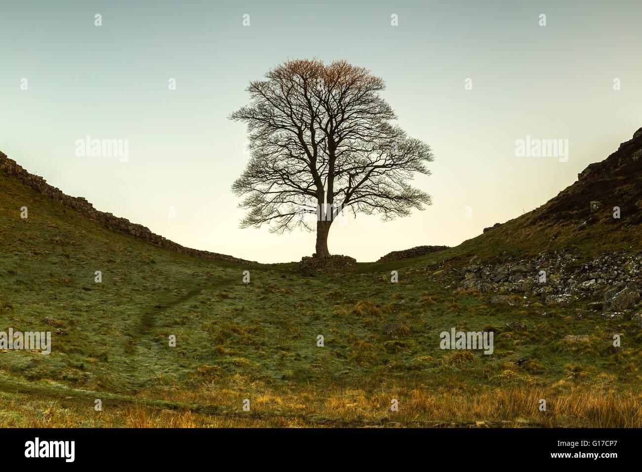 A Single Tree at Sycamore Gap on Hadrians Wall Stock Photo - Alamy