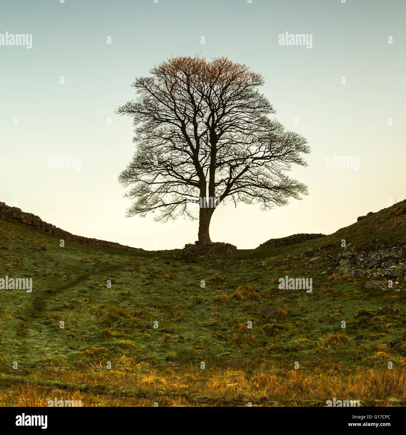 A Single Tree at Sycamore Gap on Hadrians Wall Stock Photo - Alamy