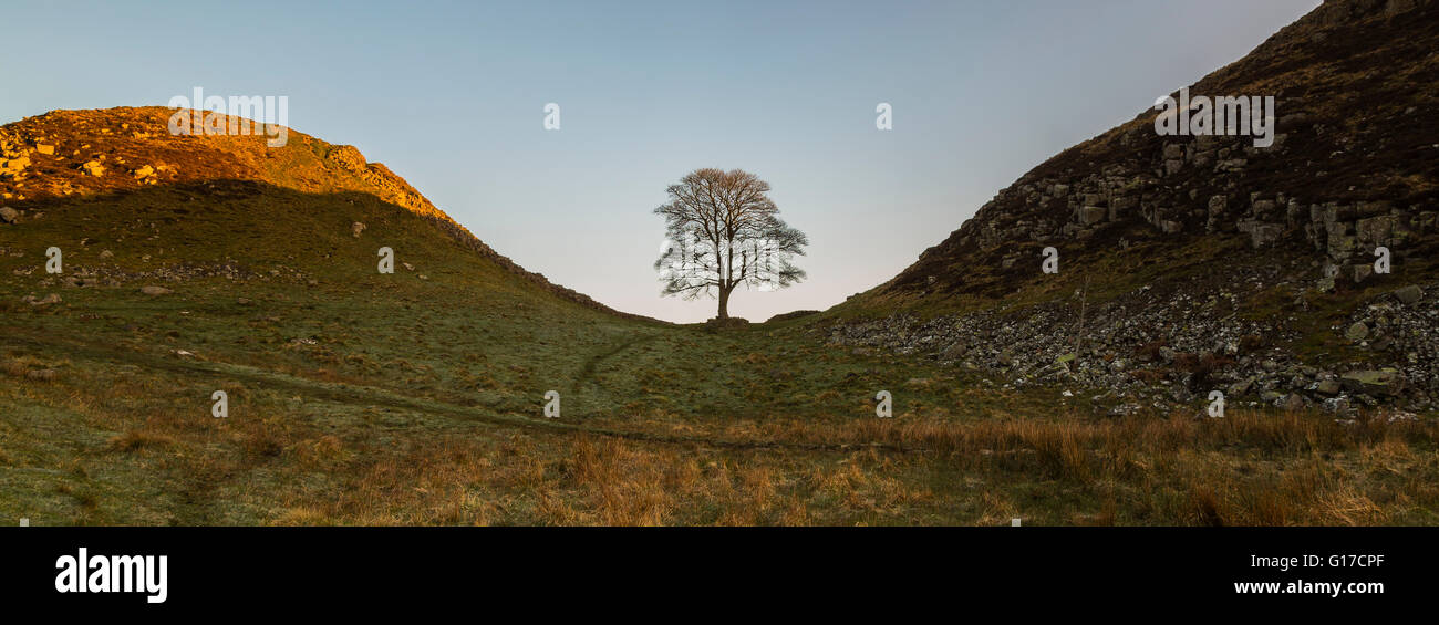 A Single Tree at Sycamore Gap on Hadrians Wall Stock Photo - Alamy