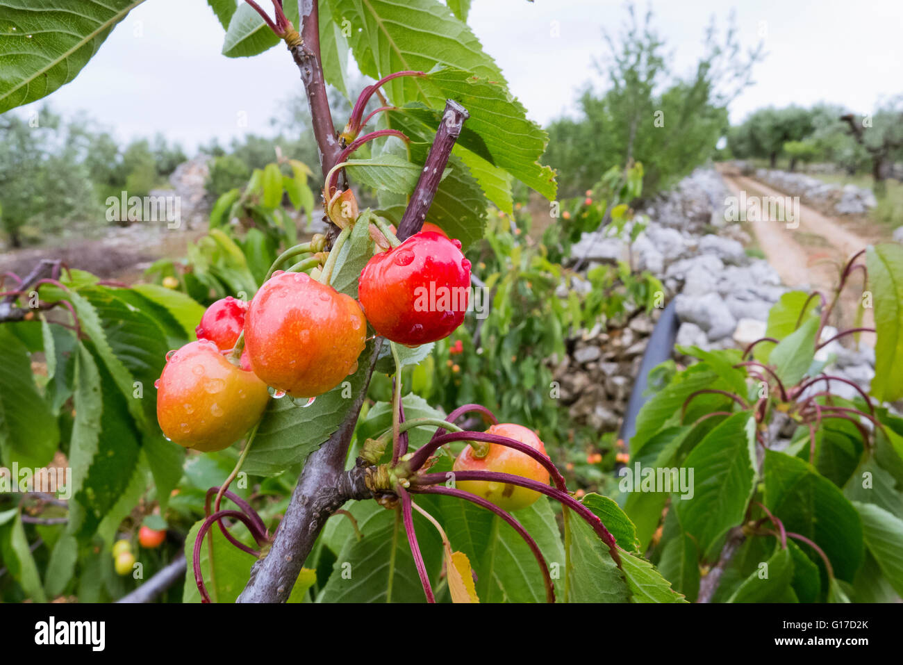 Cherry growing in Puglia Stock Photo - Alamy