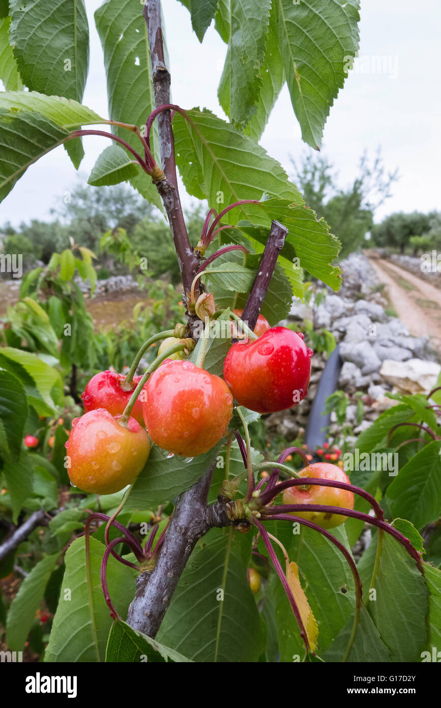 Wet leaves growing tree branch hi-res stock photography and images - Alamy