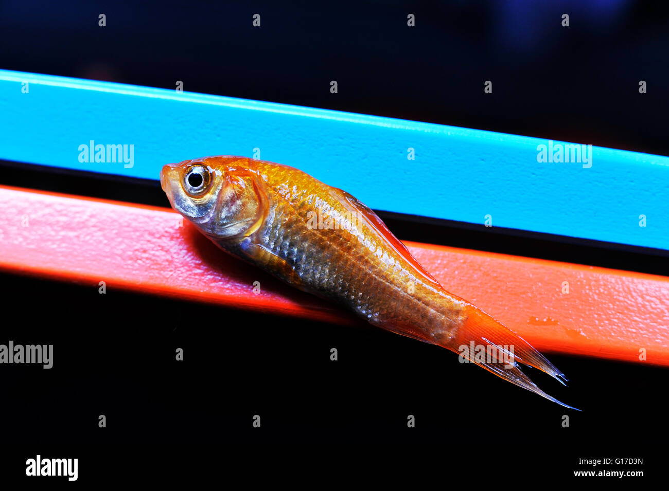 Dead goldfish - France Stock Photo - Alamy