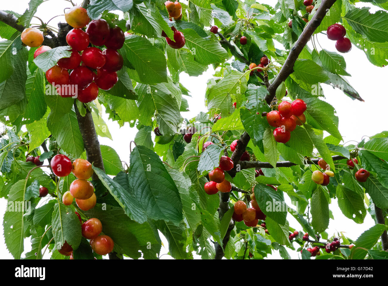 Cherries pickers hi-res stock photography and images - Alamy
