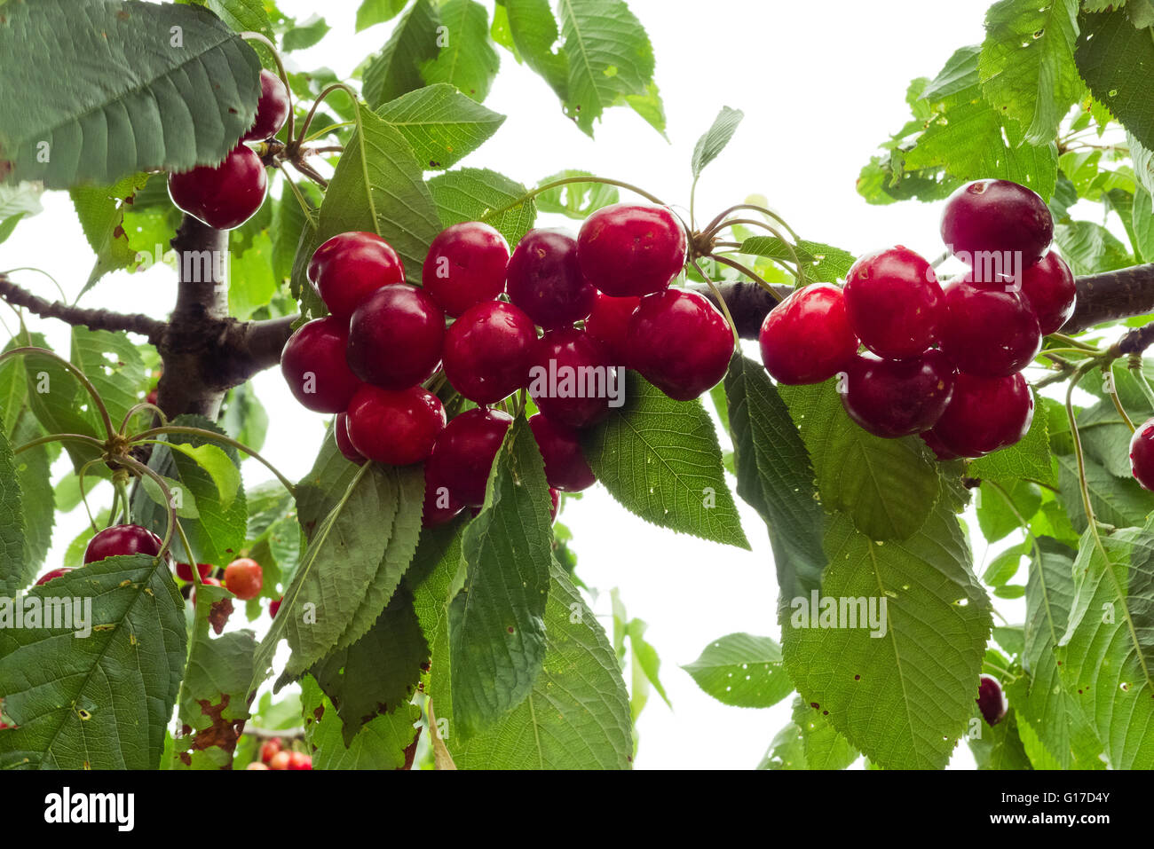 Seasonal ripeness hi-res stock photography and images - Alamy