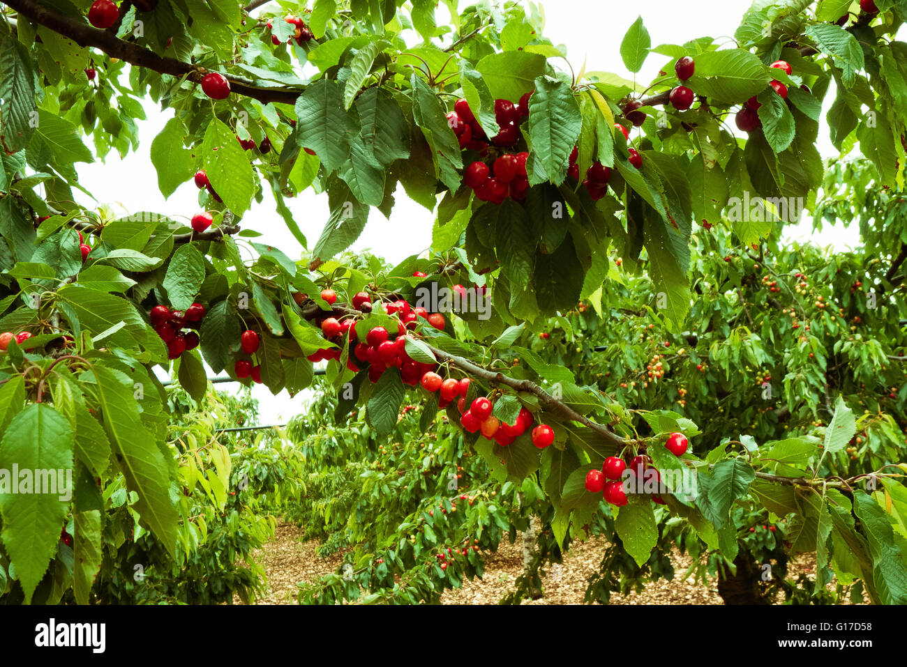 Cherry growing in Puglia Stock Photo - Alamy