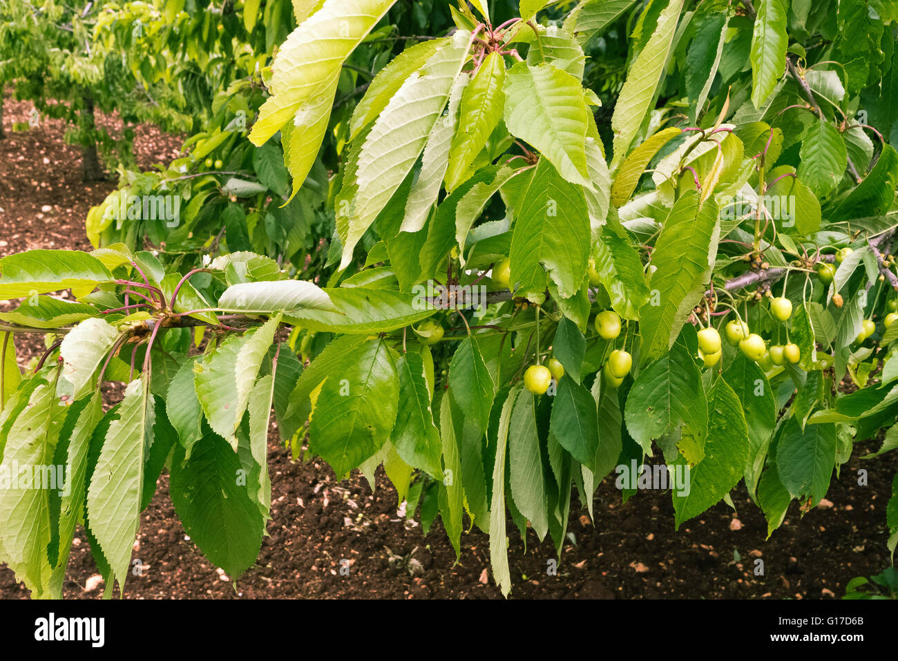 Cherry growing in Puglia Stock Photo - Alamy