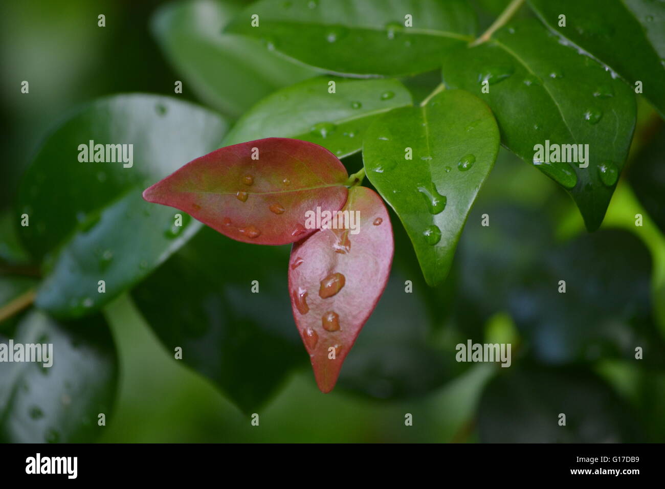 Red rain drops hi-res stock photography and images - Alamy