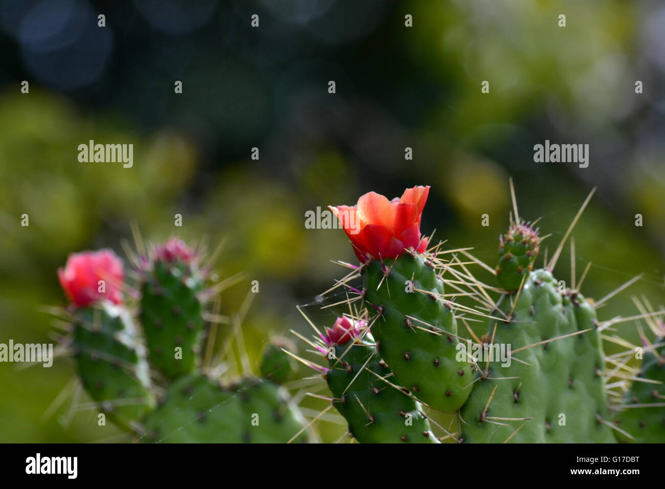 Cactus Blooms, Naples Botanical Gardens, Naples Florida, USA Stock ...