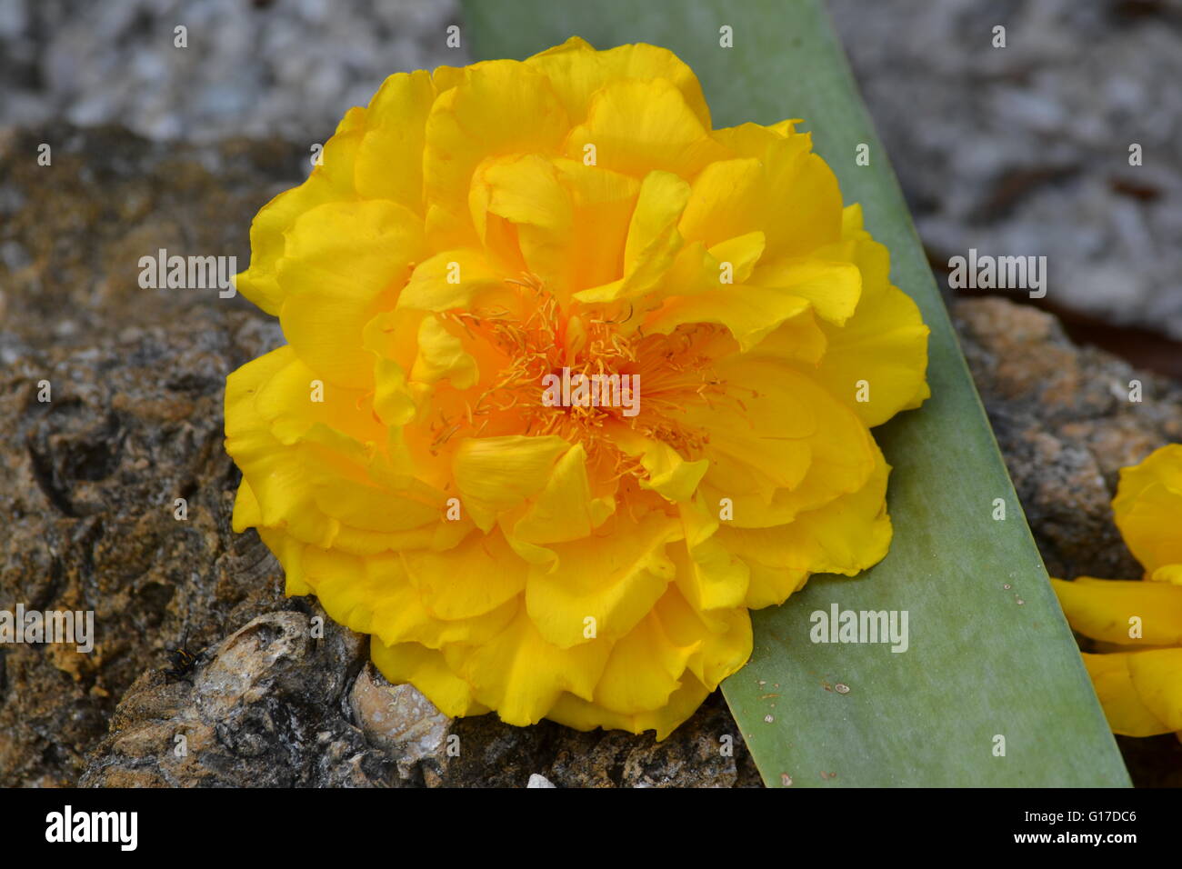 Fallen Yellow Flower Bloom on Rock Stock Photo - Alamy