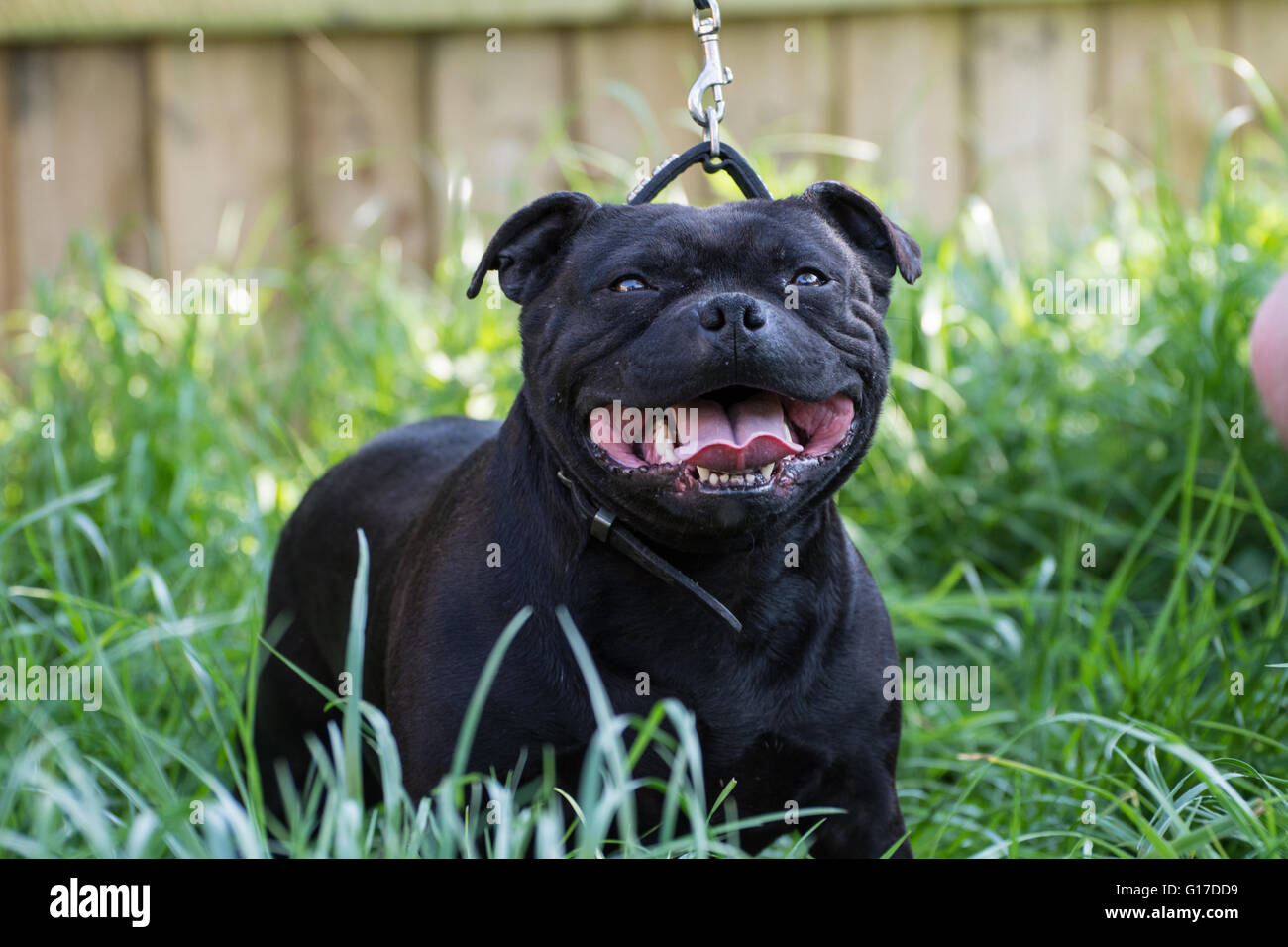 A Staffordshire Bull Terrier in a show pose Stock Photo - Alamy