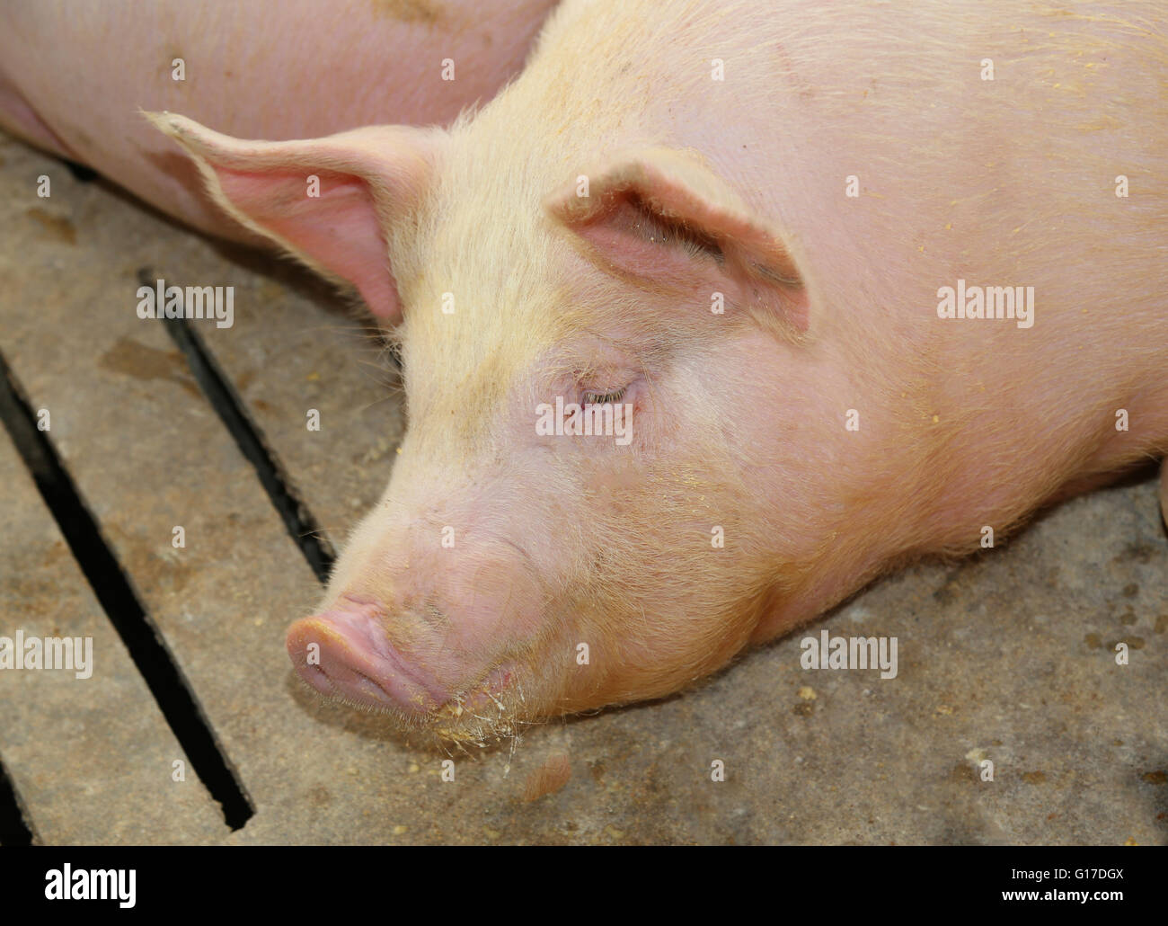 fat asleep pigs sleeping in pig farming Stock Photo - Alamy