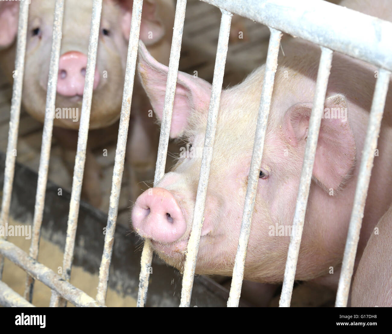 fat pigs in the sty with steel bars in pig farm Stock Photo - Alamy