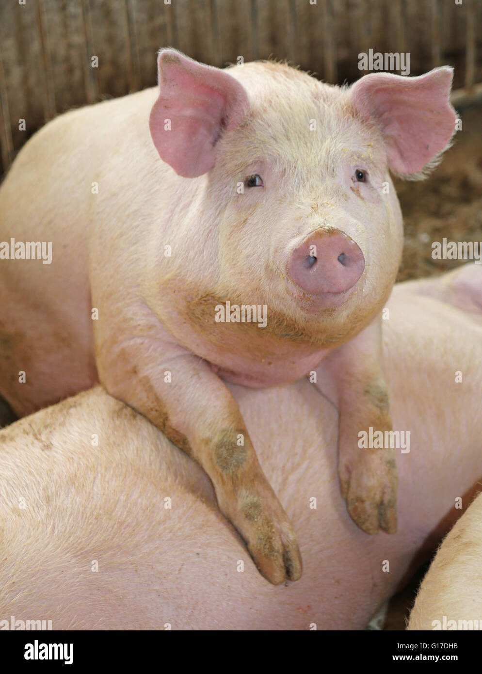 big and fat pigs in a sty on a farm Stock Photo - Alamy